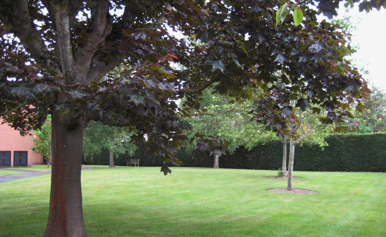 Tree Surgeon Minehead | Avery Gardens